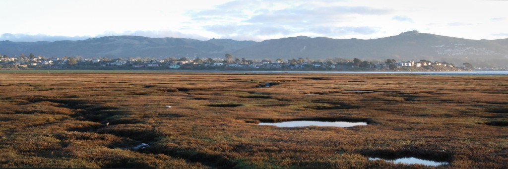 Marsh 1 - Morro Bay National Estuary Program