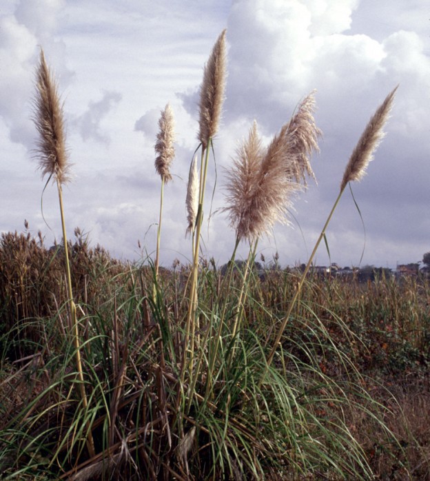 Cortaderia jubata - Morro Bay National Estuary Program