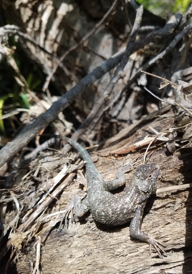 Western Fence Lizard (1) - Morro Bay National Estuary Program