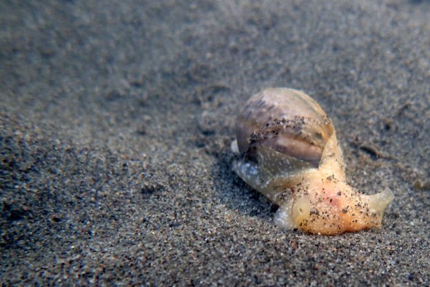 What are those snails in Morro bay? Investigating the bubble snail boom