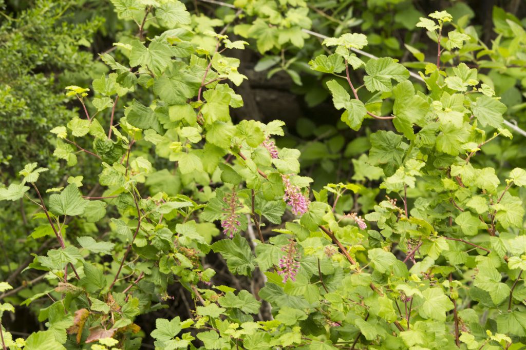 Chaparral currant (Ribes malvaceum) - Morro Bay National Estuary Program