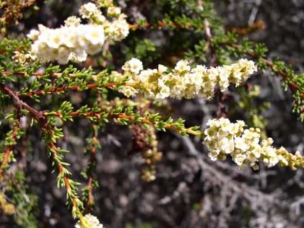 Chamise inflorescence. - Morro Bay National Estuary Program