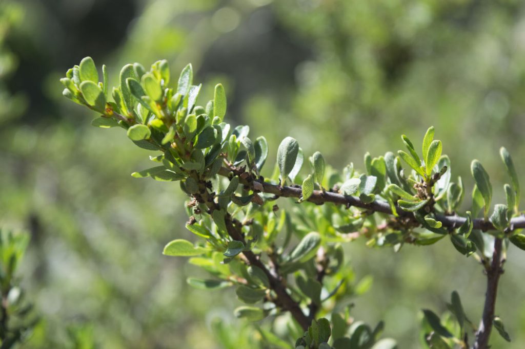 Native Plant Series #3: Maritime and Mixed Chaparral - Morro Bay ...
