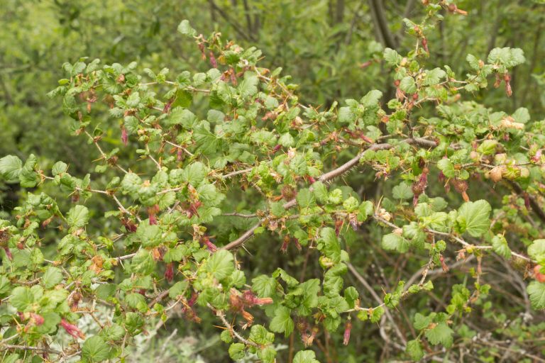 Native Plant Series #3: Maritime and Mixed Chaparral - Morro Bay ...