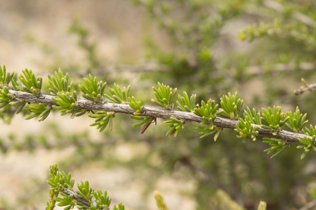 Native Plant Series #3: Maritime and Mixed Chaparral - Morro Bay ...