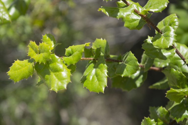 Native Plant Series #3: Maritime and Mixed Chaparral - Morro Bay ...
