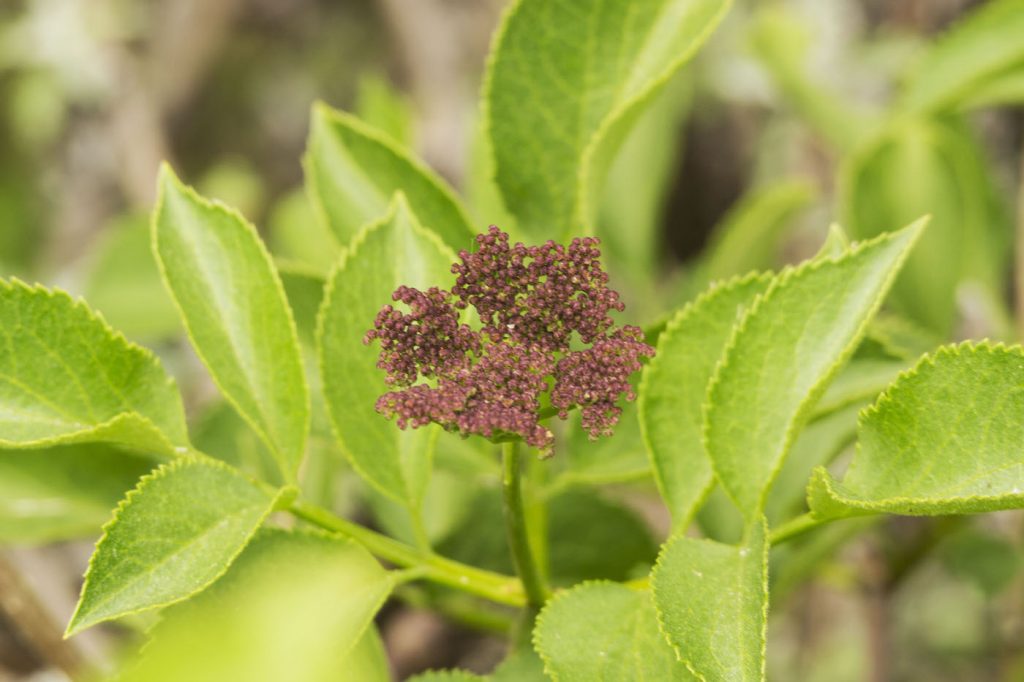 Native Plant Series #3: Maritime and Mixed Chaparral - Morro Bay ...
