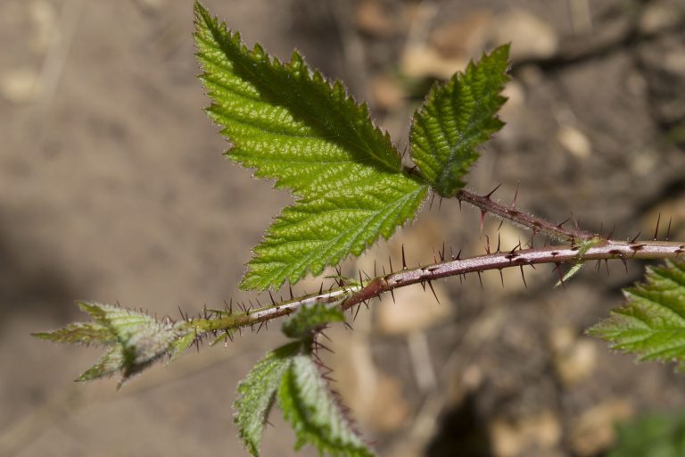 California blackberry (Rubus ursinus) - Morro Bay National Estuary Program