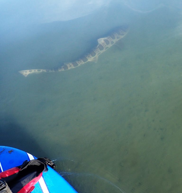 Leopard shark below paddleboard - Morro Bay National Estuary Program