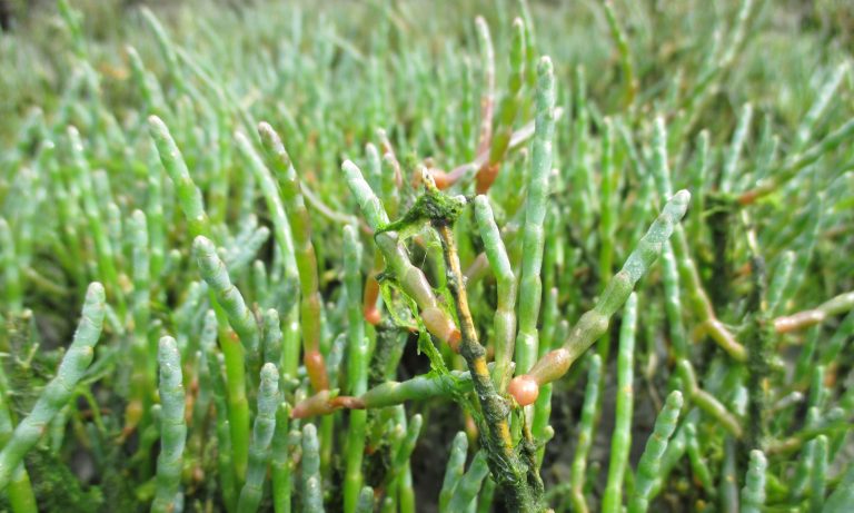 Pickleweed - Morro Bay National Estuary Program