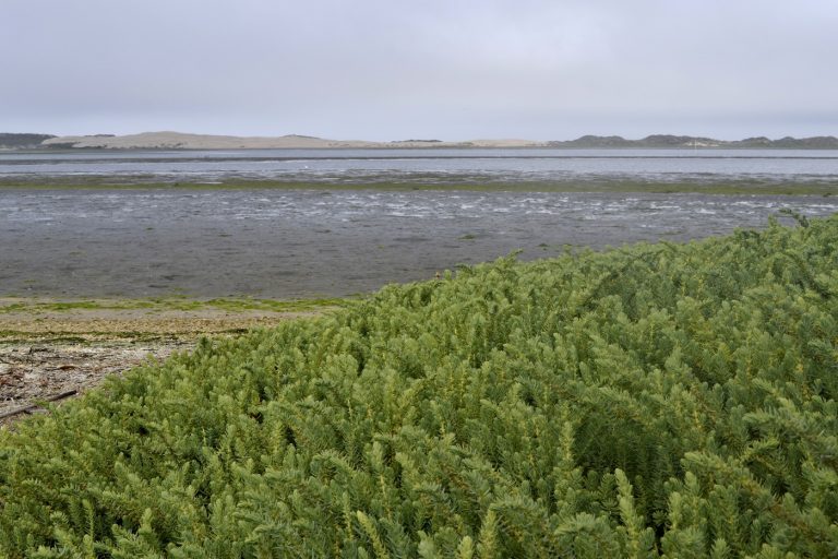 Native Plant Series #6: Estuarine and Salt Marsh