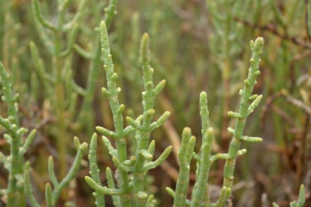 Pickleweed - Morro Bay National Estuary Program