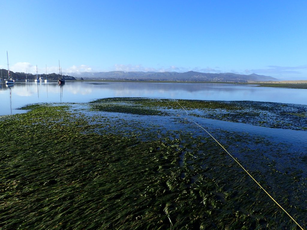 Eelgrass