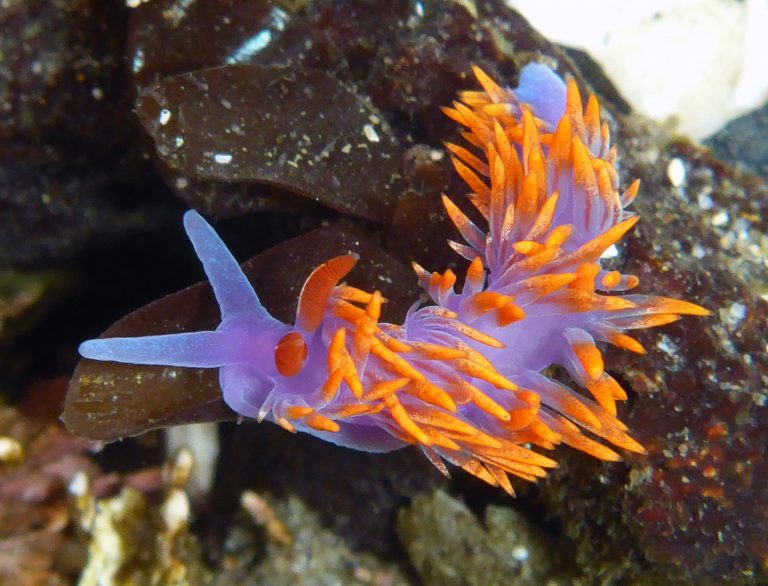 Flaming Eye-Candy in the Tidepools: Spanish Shawl Nudibranchs, by Robin ...
