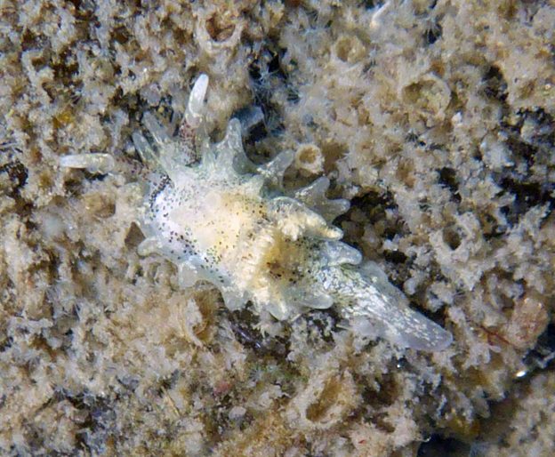 The “Smalls”: The Teeniest, Tiniest Sea Slugs In California