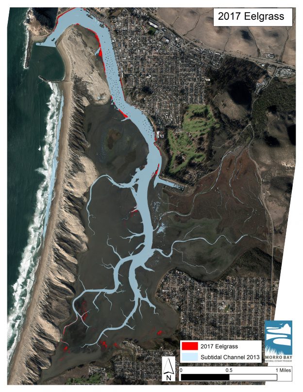 Field Updates, October 2019: eelgrass mapping and ground-truthing