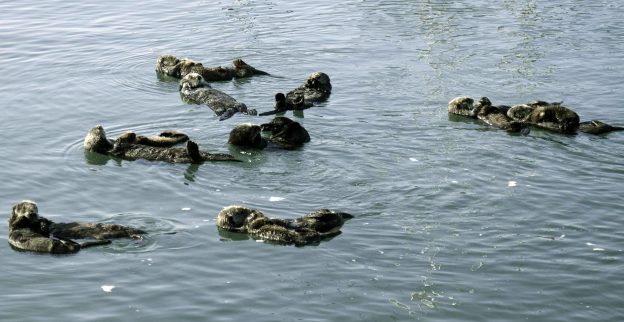 Exploring Abundance and Balance in the Morro Bay Estuary through Sea ...