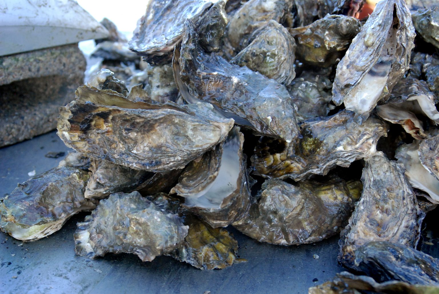 Pacific Oyster taken at the oyster farm in morro bay - Morro Bay ...