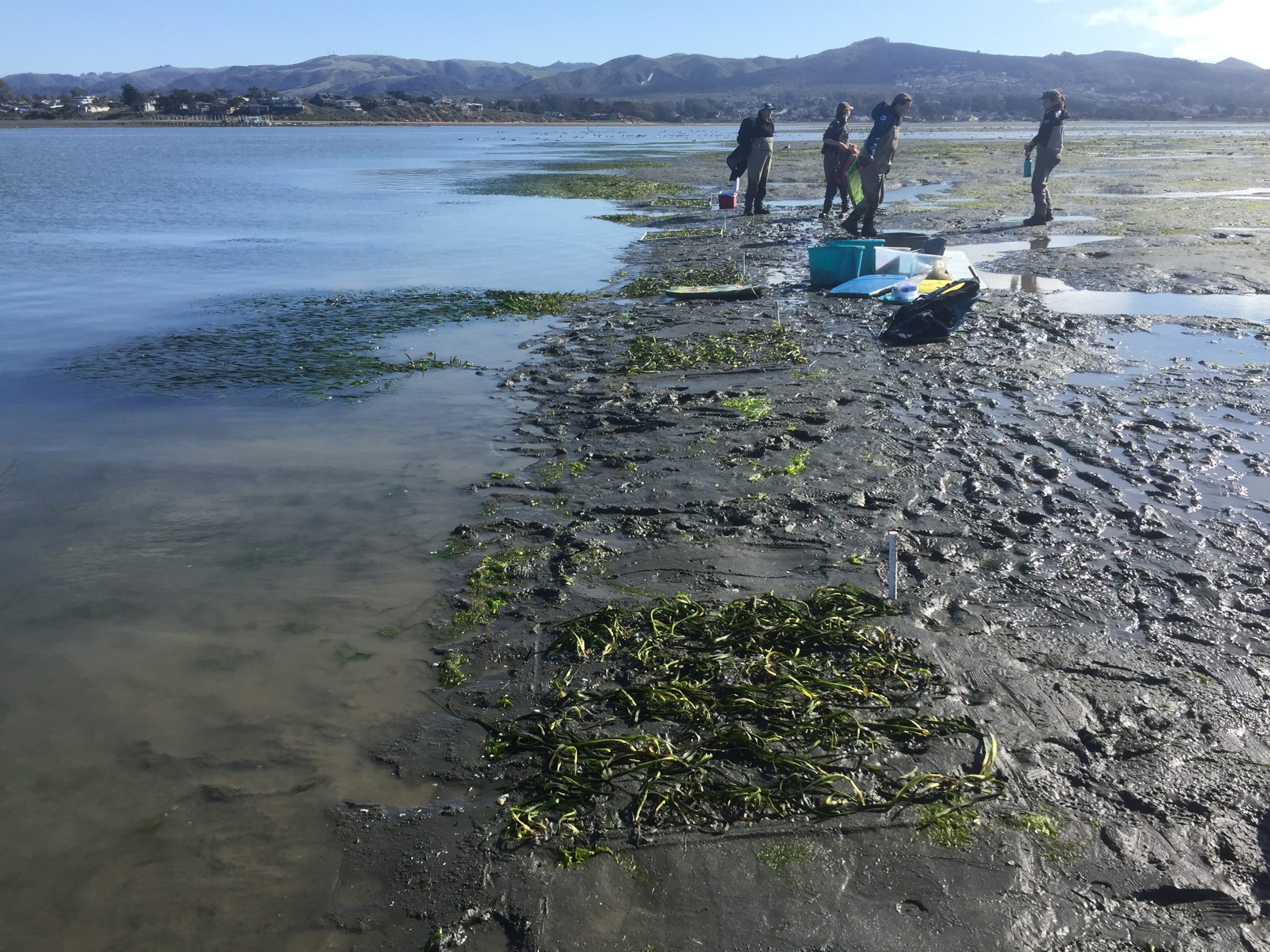 IMG_1090 - Morro Bay National Estuary Program