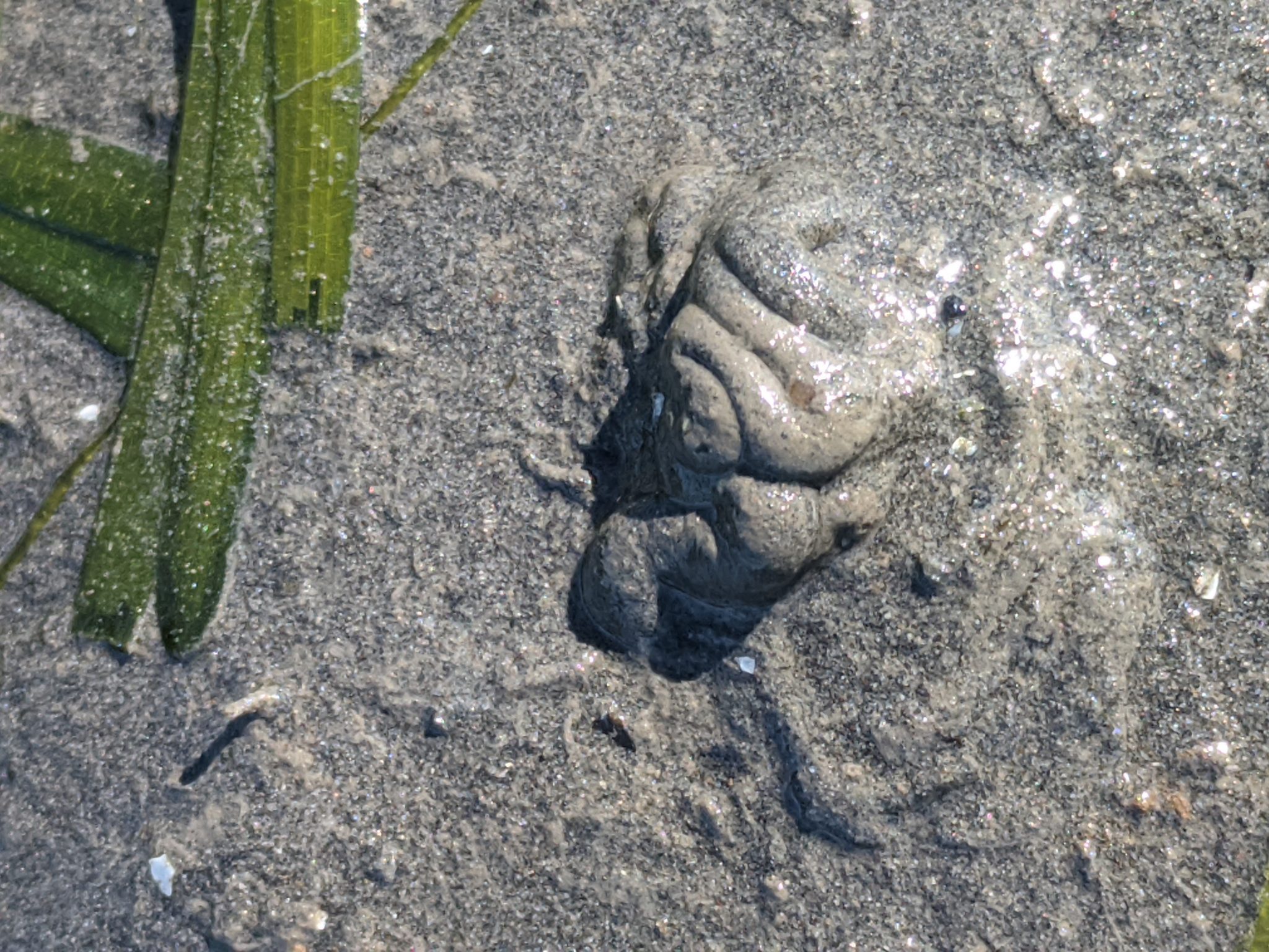 Acorn Worm Burrow - Morro Bay National Estuary Program
