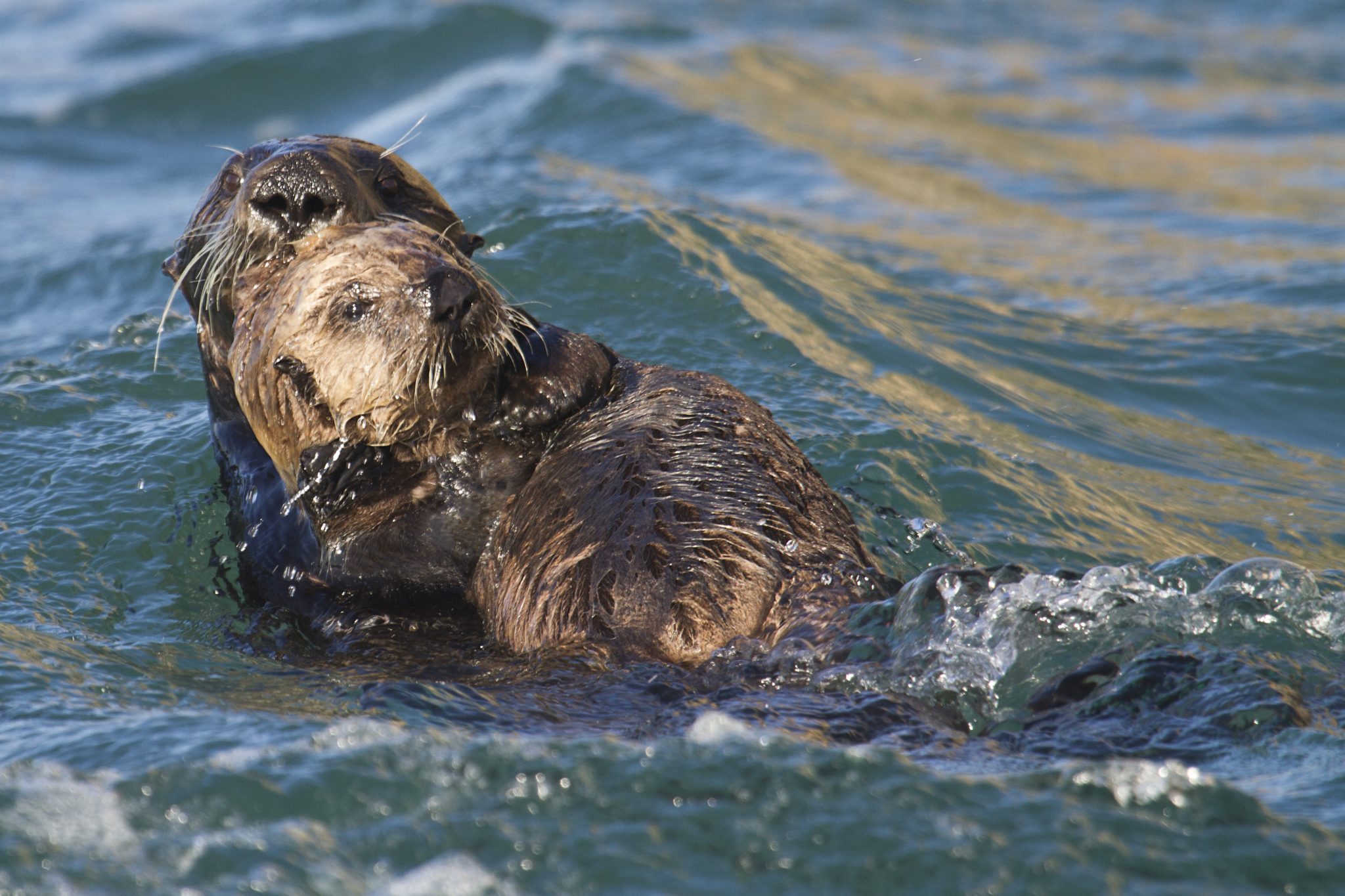 Be Sea Otter Savvy: A New Perspective on Sea Otter Photography