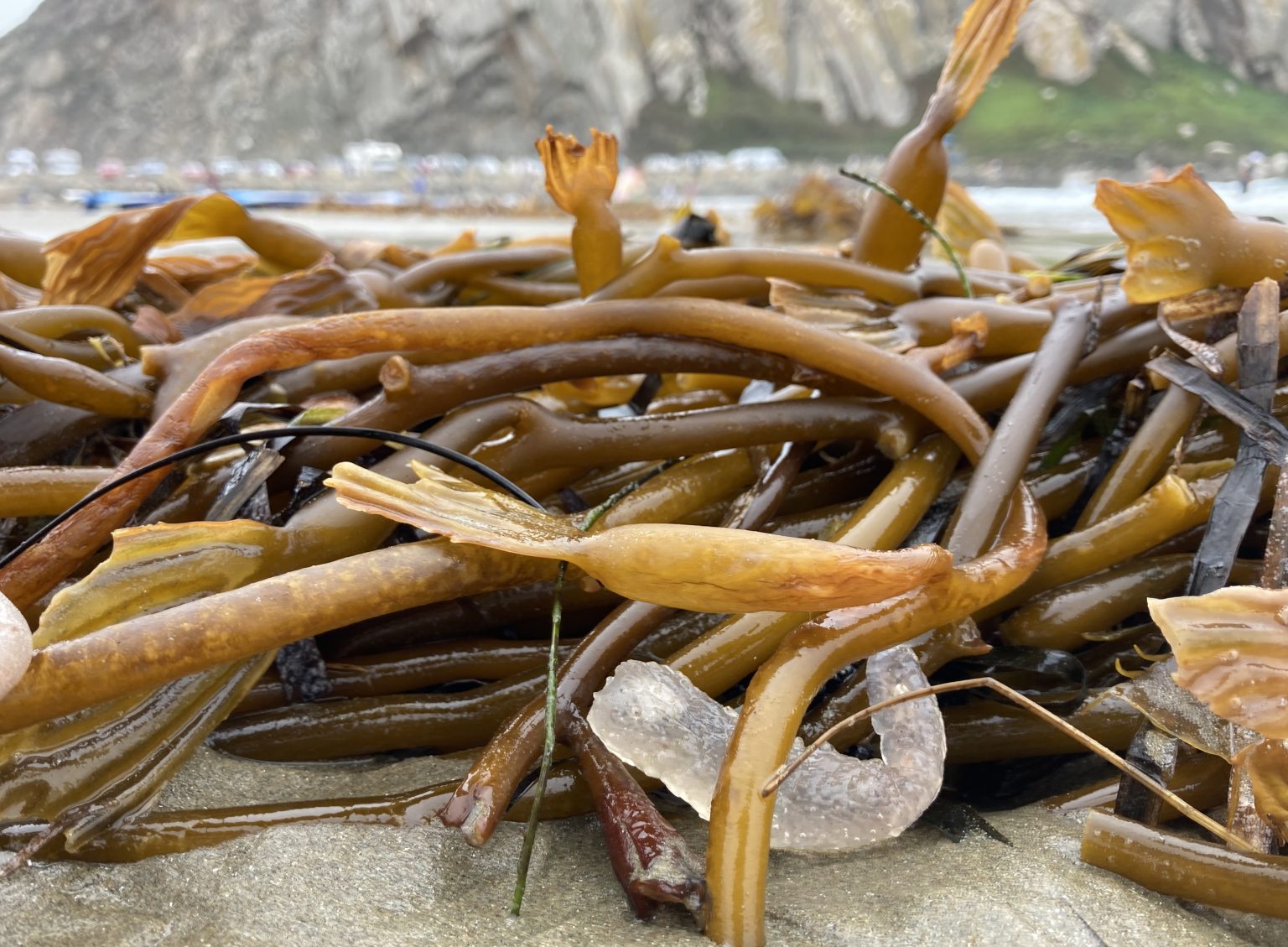 Morro Bay Wildlife Spotlight: Pyrosoma atlanticum