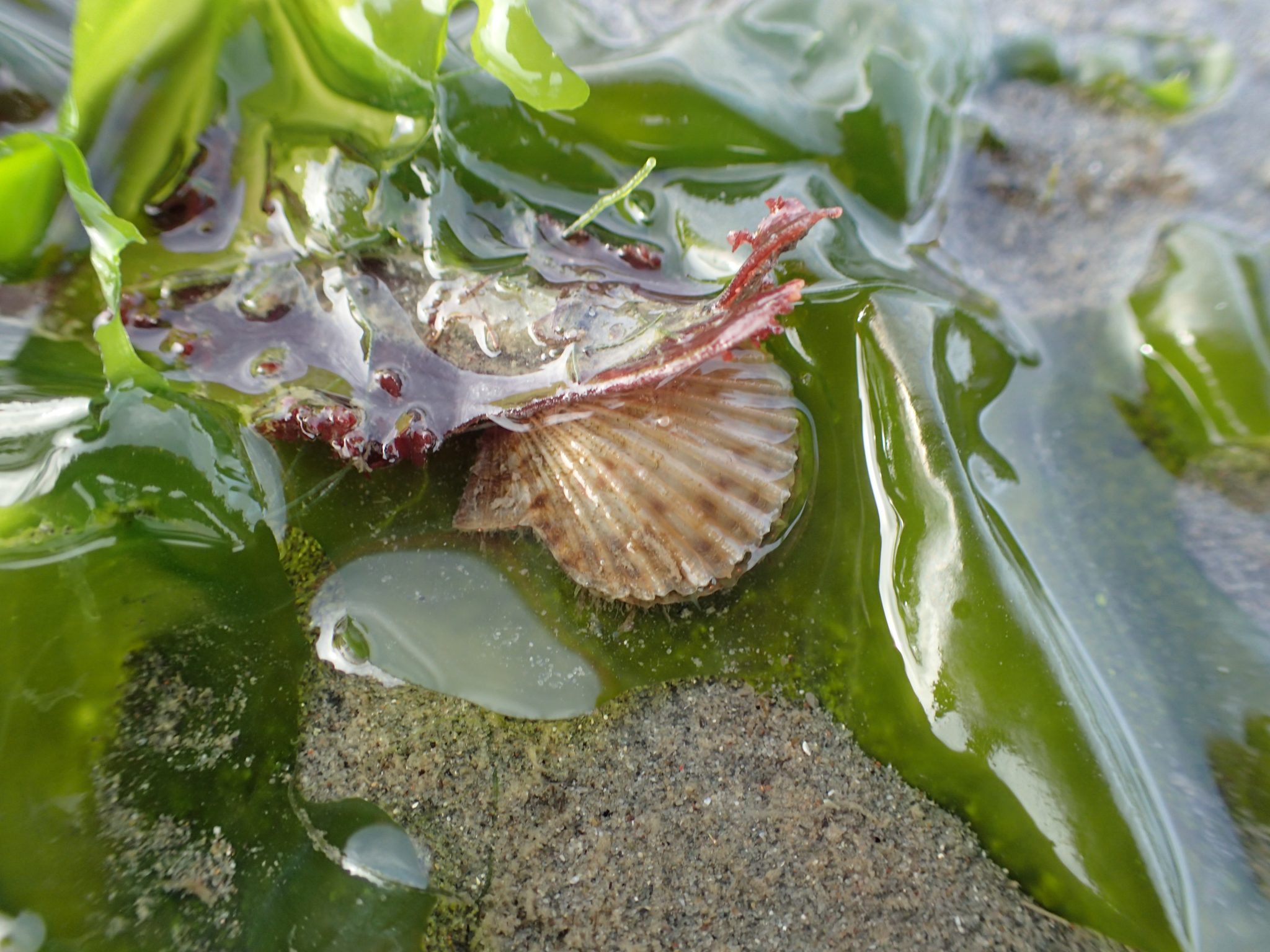 Photograph Friday: Armored Invertebrates in the Morro Bay Estuary