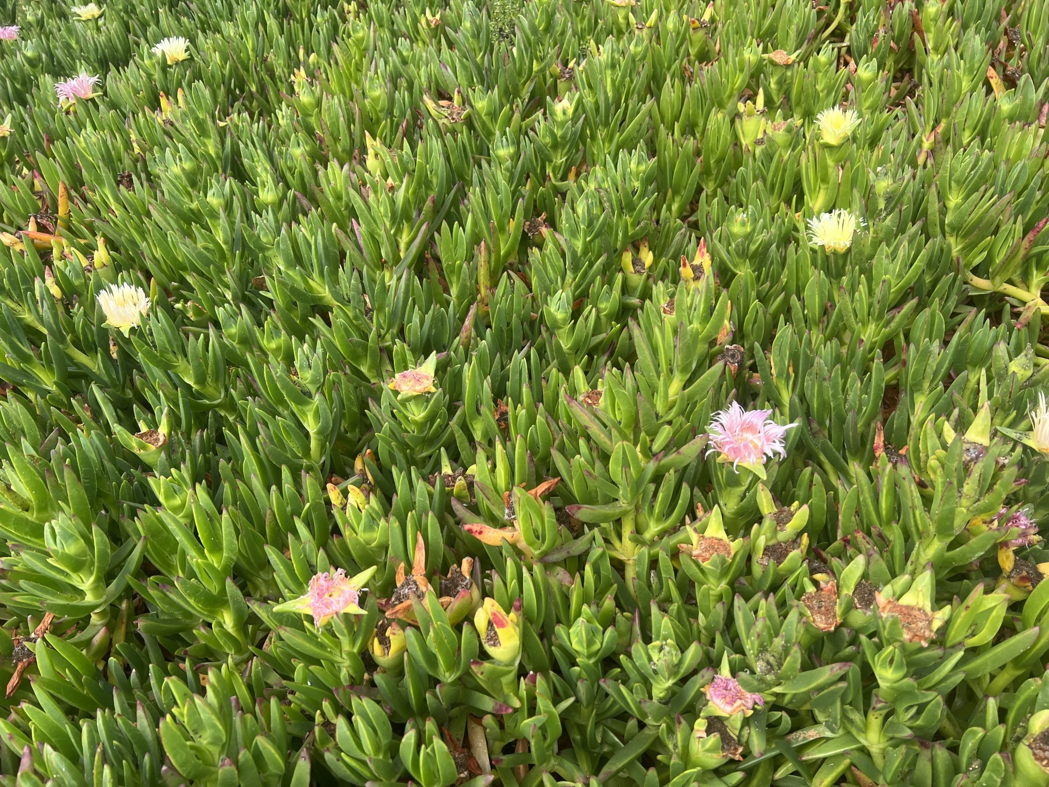 The Fight Against Ice Plant: Revealing the Morro Bay Dunes
