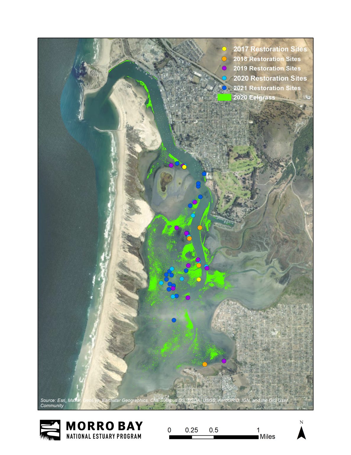 Eelgrass Restoration: Gratitude and Lessons Learned