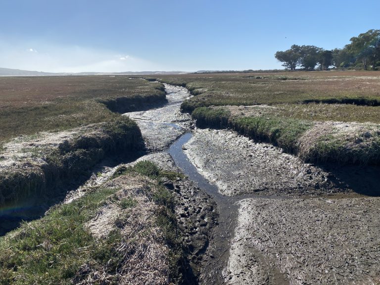Field Updates November 2022: Monitoring Salt Marsh Elevation Changes