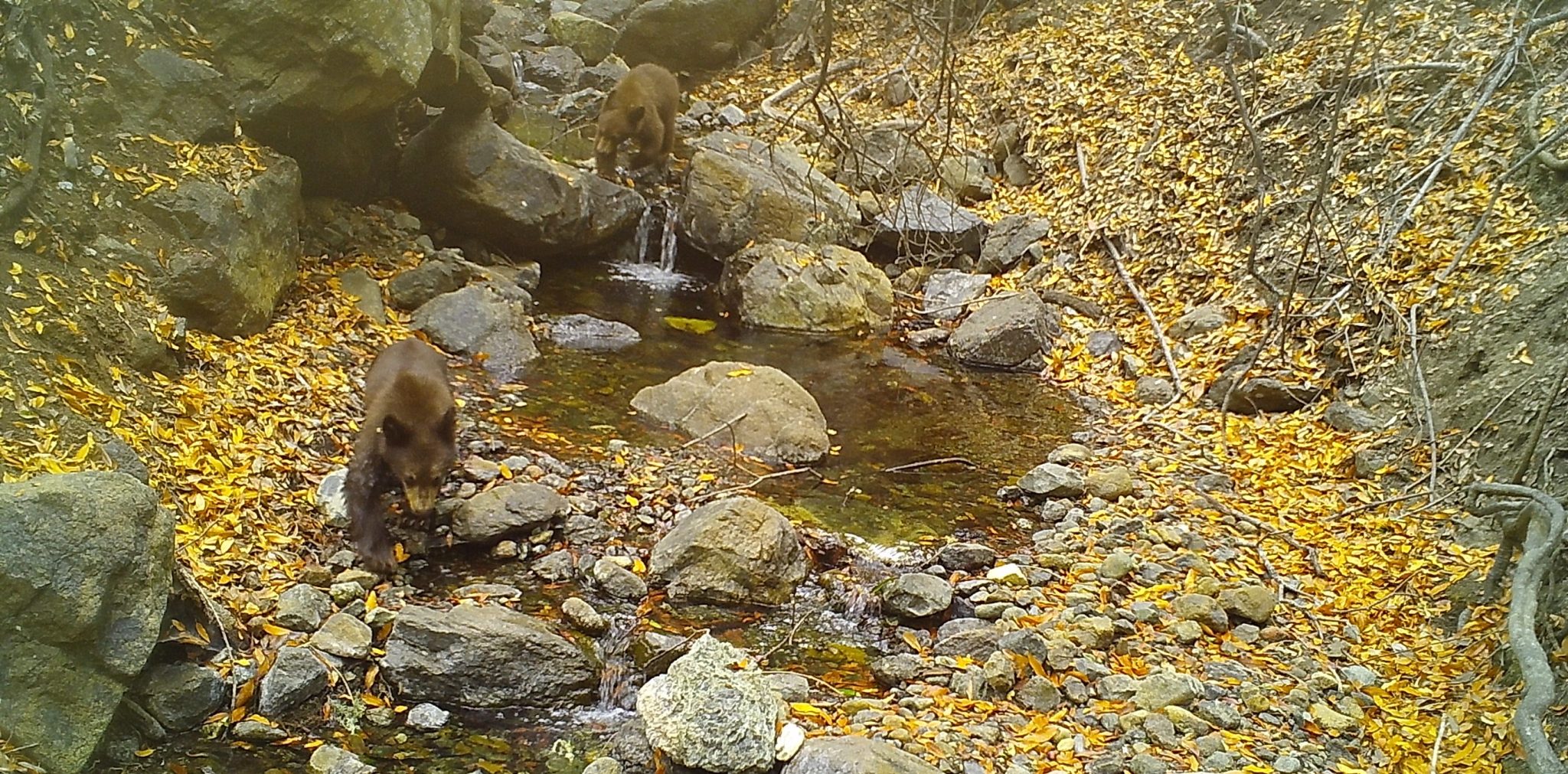 Wildlife in the Morro Bay Watershed