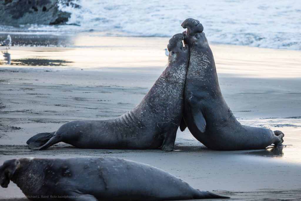 Wildlife Spotlight: Sharing our Coast with Northern Elephant Seals
