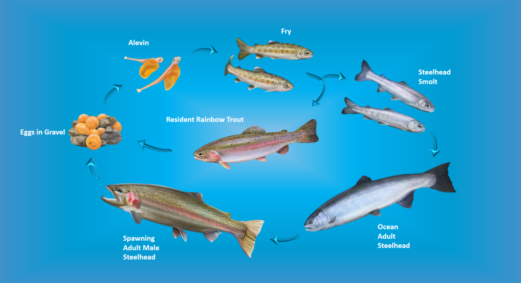 20230130_SteelheadLifeCycle_Diagram - Morro Bay National Estuary Program