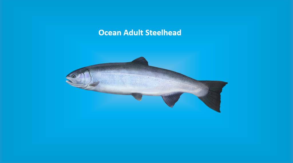 20230202_SteelheadLifeCycle_OceanAdult - Morro Bay National Estuary Program