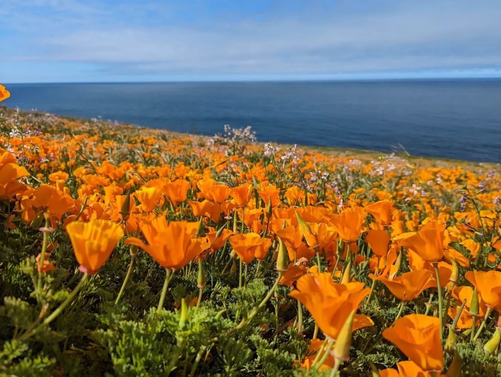 California Super Bloom: How to Enjoy the Natural Phenomenon Responsibly