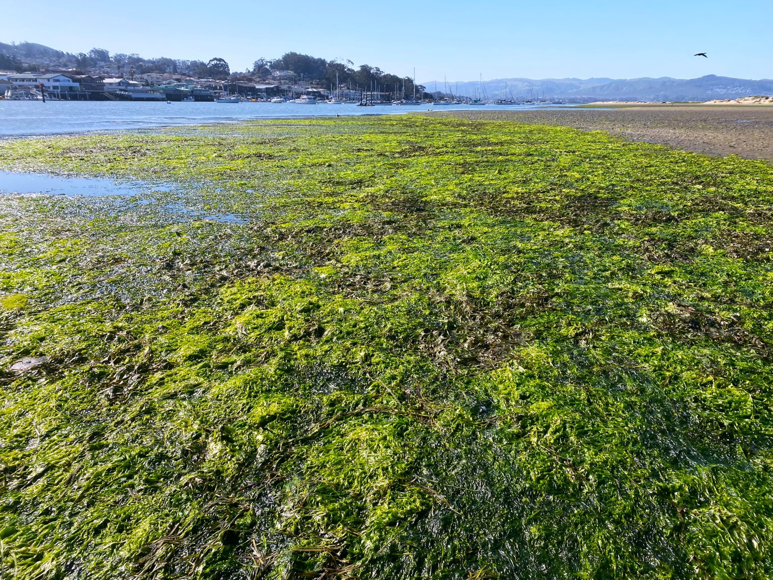 NSS_algae_mat - Morro Bay National Estuary Program