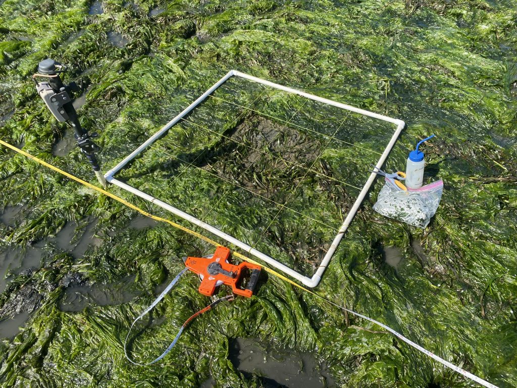 Field Updates May 2023: Macroalgae Within the Estuary