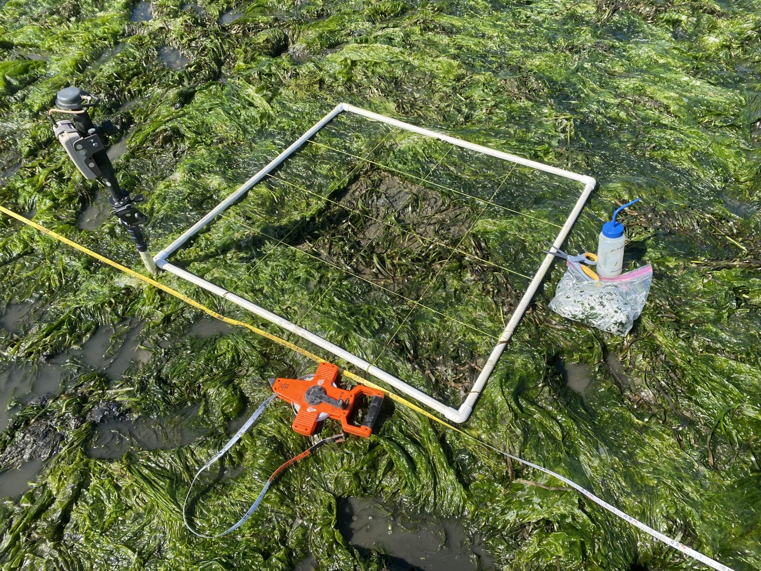 algae_sample_quadrat - Morro Bay National Estuary Program