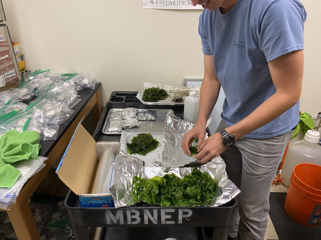 drying_algae - Morro Bay National Estuary Program