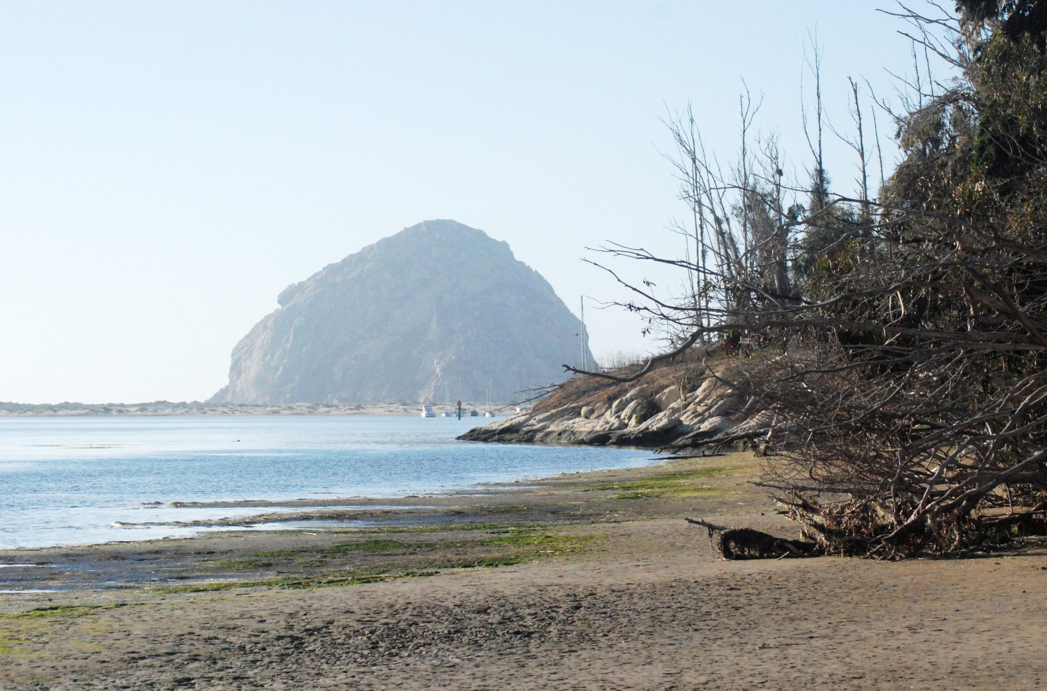 About the Morro Bay Estuary