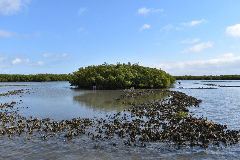 National Estuary Program Highlight Series: Indian River Lagoon