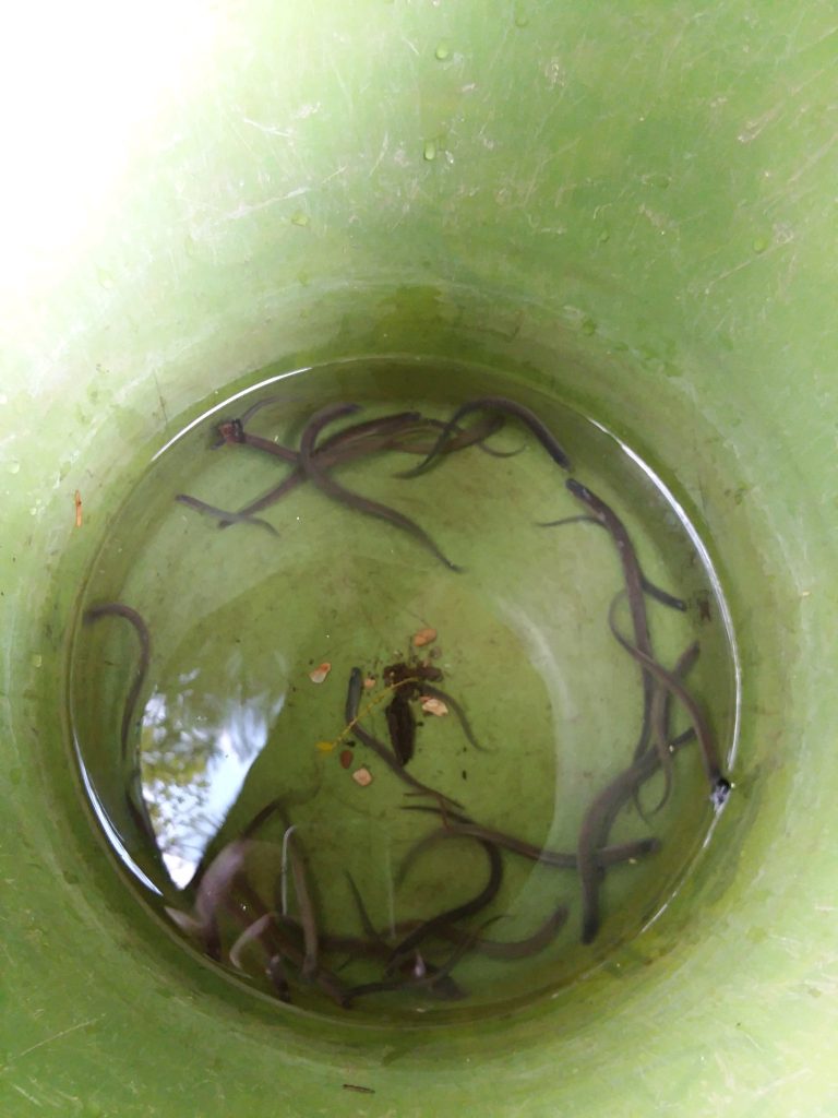 Wildlife Spotlight: Pacific Lamprey on the Central Coast