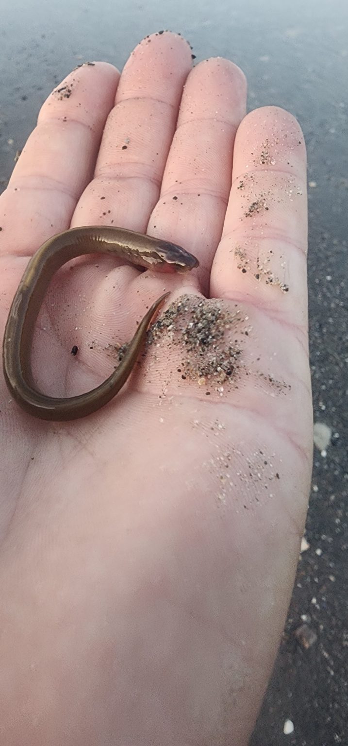Wildlife Spotlight: Pacific Lamprey on the Central Coast