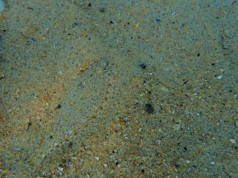 Wildlife Spotlight: Habitat Specialist Fish of the Morro Bay Estuary