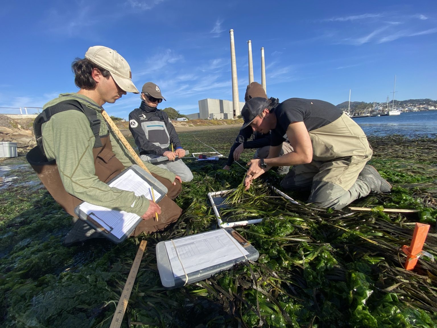 eelgrass monitoring 5 (1) - Morro Bay National Estuary Program