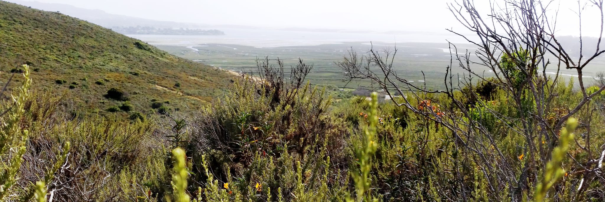 California Biodiversity Week 2025 Archives - Morro Bay National Estuary ...