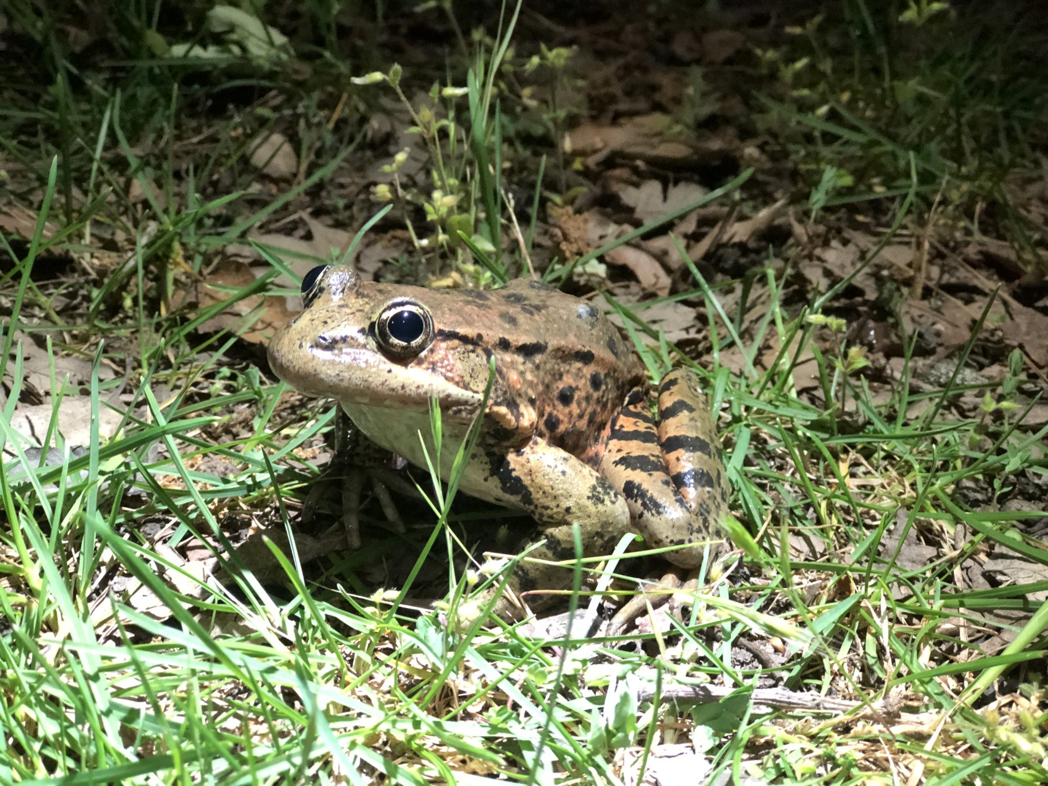 Red-legged frog 3 - Morro Bay National Estuary Program